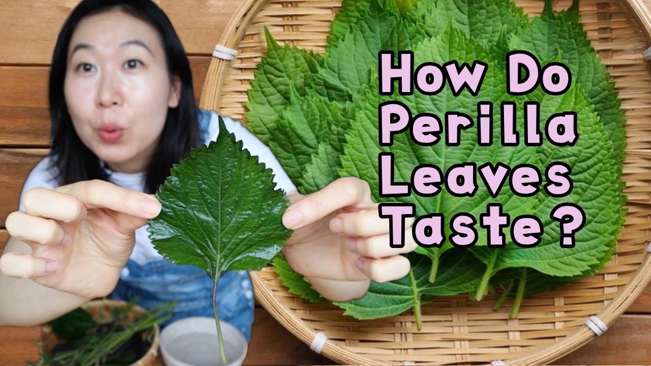 WHAT ARE SHISO PERILLA LEAVES ?? | New Ingredient Mondays - YouTube