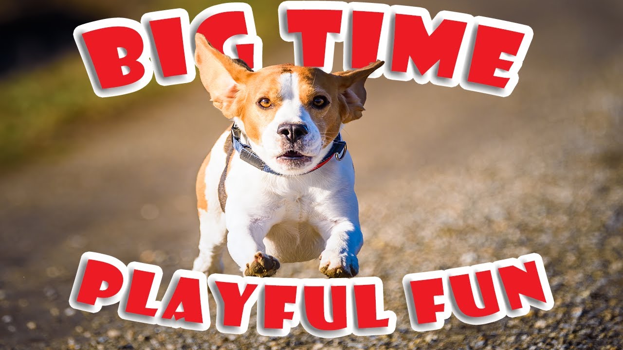 Big Time Playful FUN for DOGS | Super FUN Dog Music - YouTube
