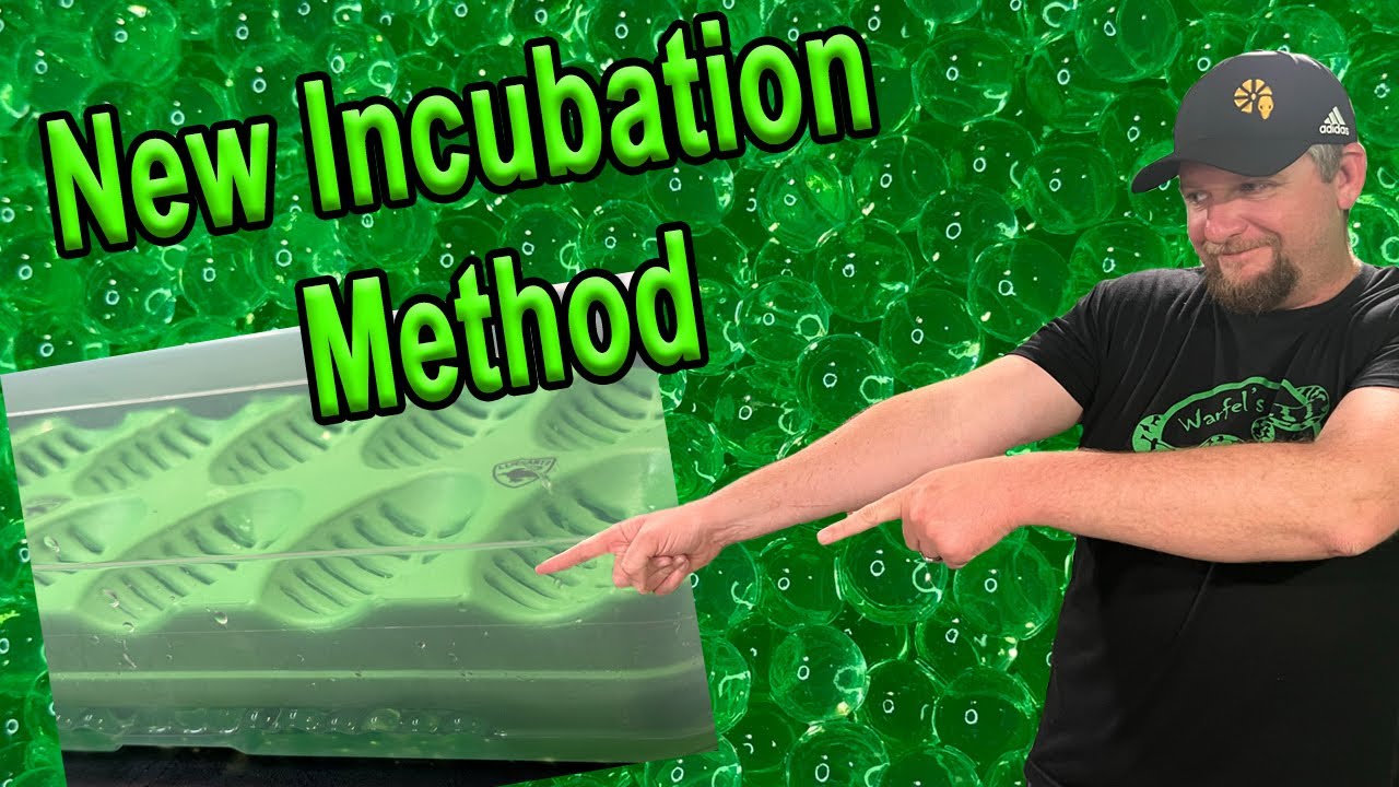 NEW Incubation Method! - YouTube