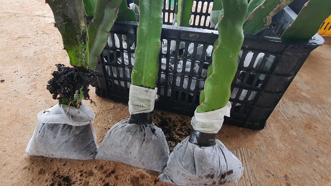 Dragon Fruit - The natural roots of the plant when safely transported ...