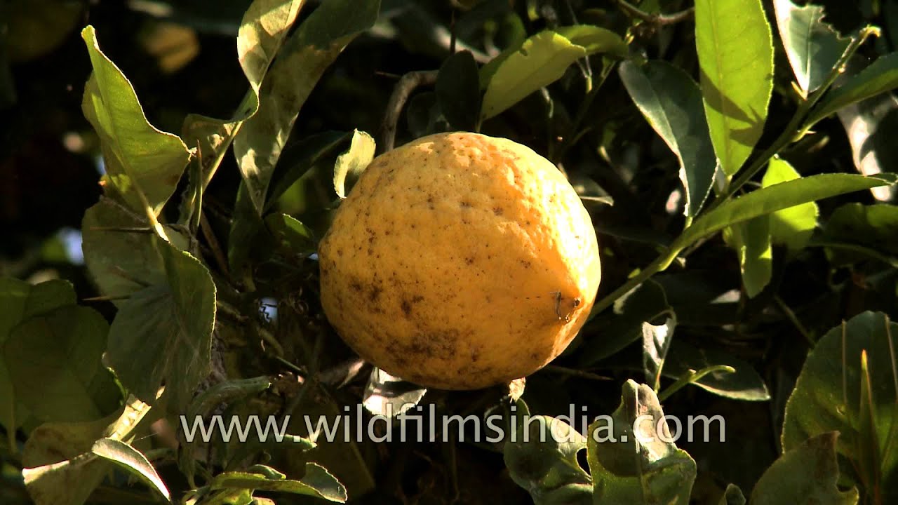 Citrus Fruits Growing In India at John Tabarez blog