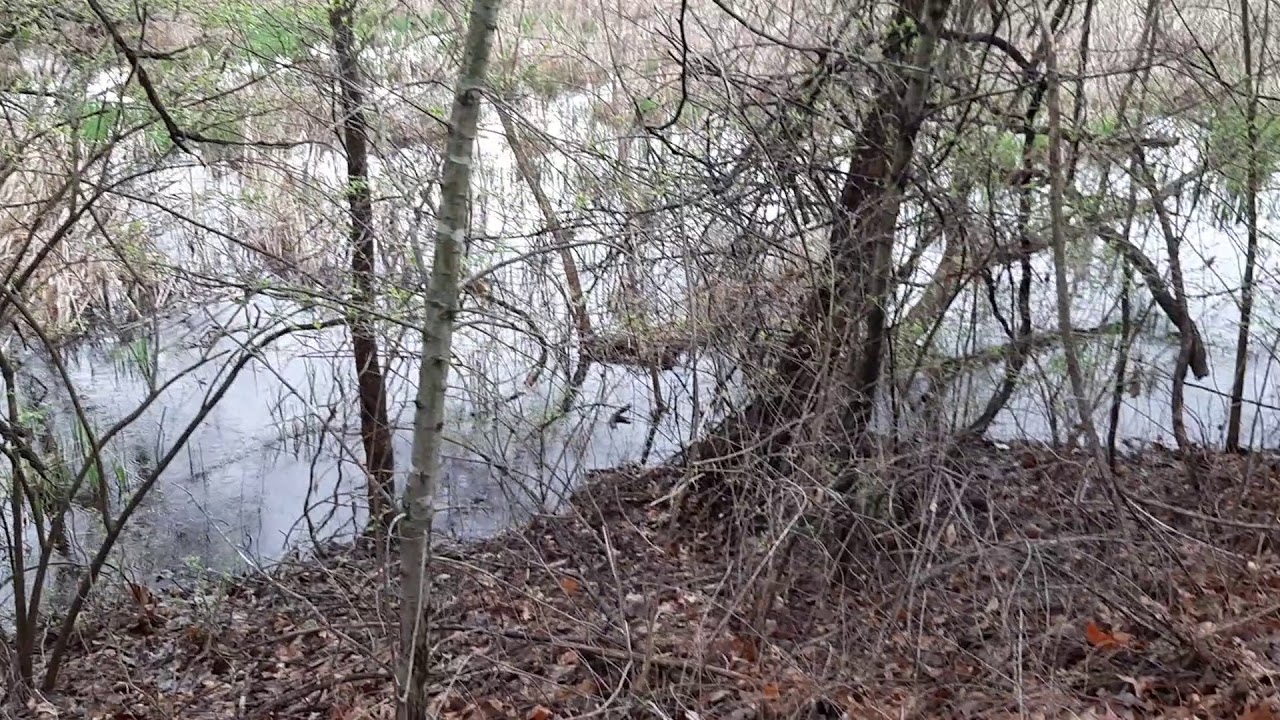 American Toads and Spring Peepers - Missouri March 28 2020 - YouTube