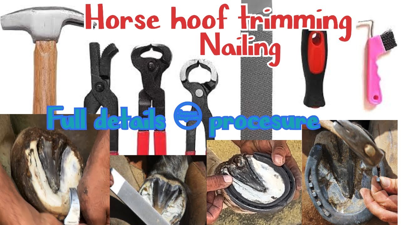 Horse hoof trimming and nailing Full detail video - YouTube