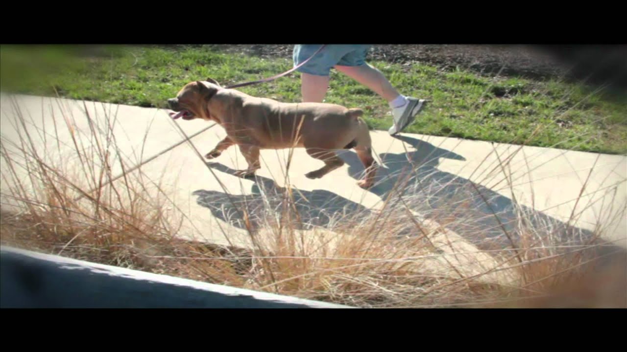 Carolina Blue Pits - YouTube
