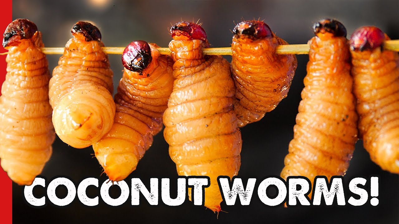 EATING LIVE COCONUT WORMS!!! Catching and Cooking Asia's Most Freaky Foods | Hải - Asian Cuisine ...
