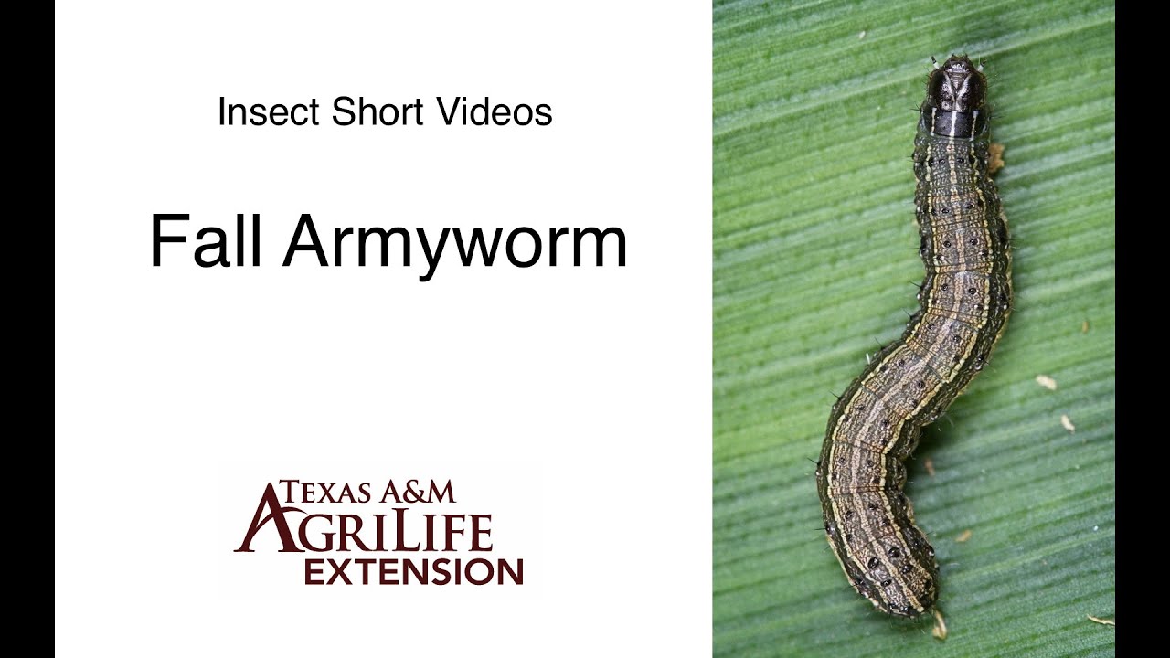 Fall armyworm in Texas (1:16) - YouTube