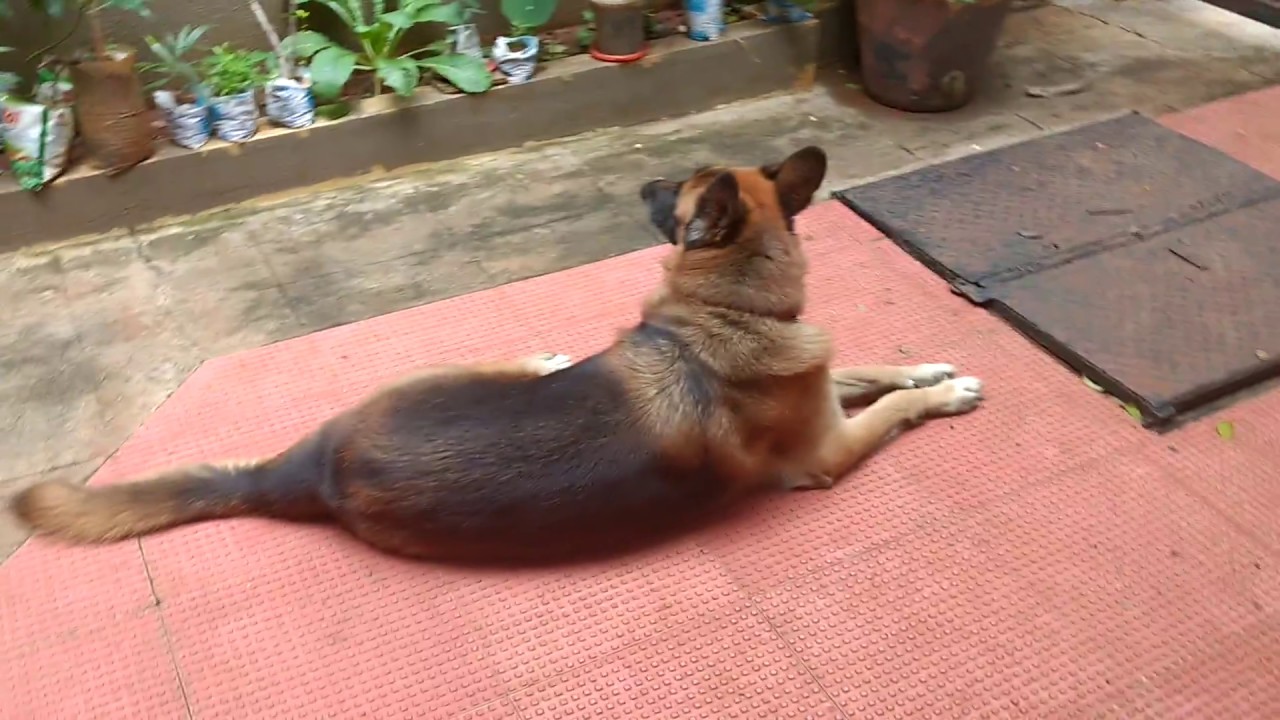 Pet dogs v/s Free Roaming dogs - YouTube