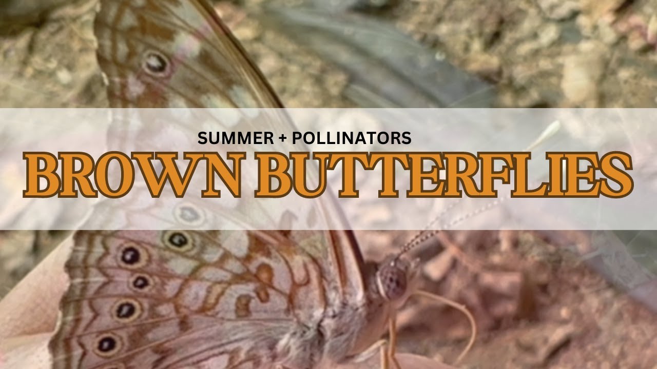 Experience A Flock Of Butterflies | Ride On Humans + Help With Chores ...