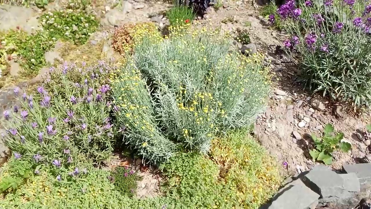 Curry plant, lavender and thyme - YouTube