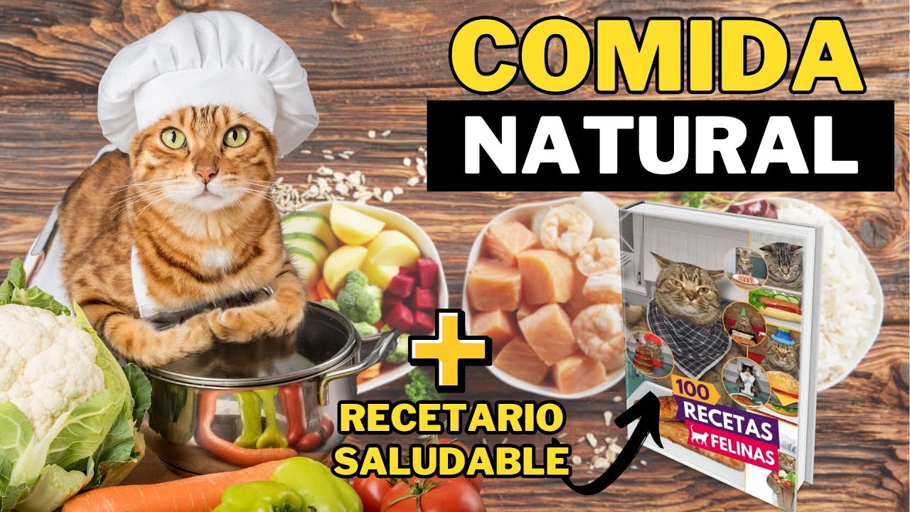 COMIDA NATURAL PARA GATOS & 100 RECETAS FELINAS SALUDABLES - YouTube