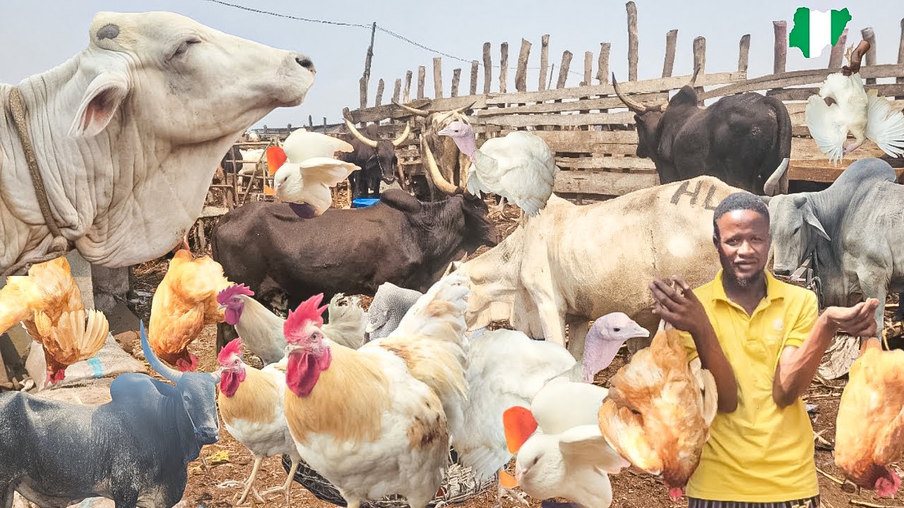 LIVESTOCK MARKET AT ALABA RAGO LAGOS, NIGERIA 🇳🇬. CHEAP PRICES OF COW ...