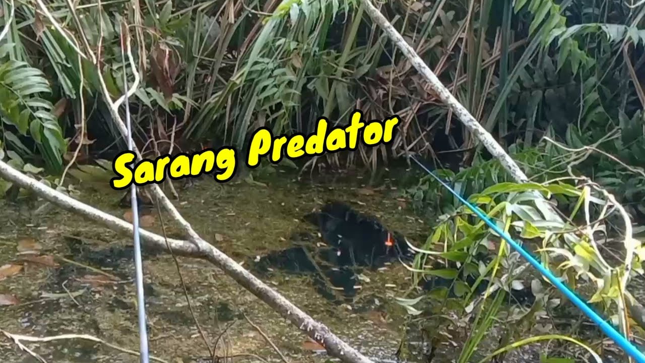 Amukan penghuni rawa pandan,, - YouTube