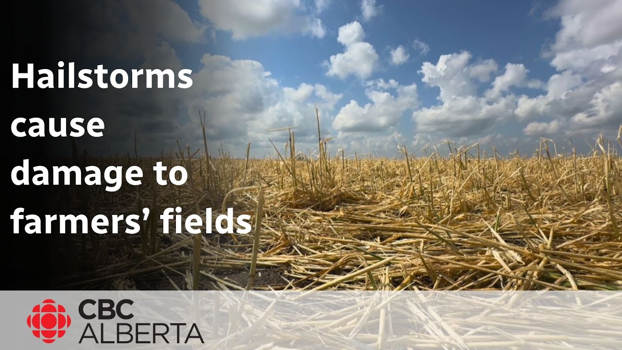 Hail storms devastate crops and farmland in southern Alberta - YouTube