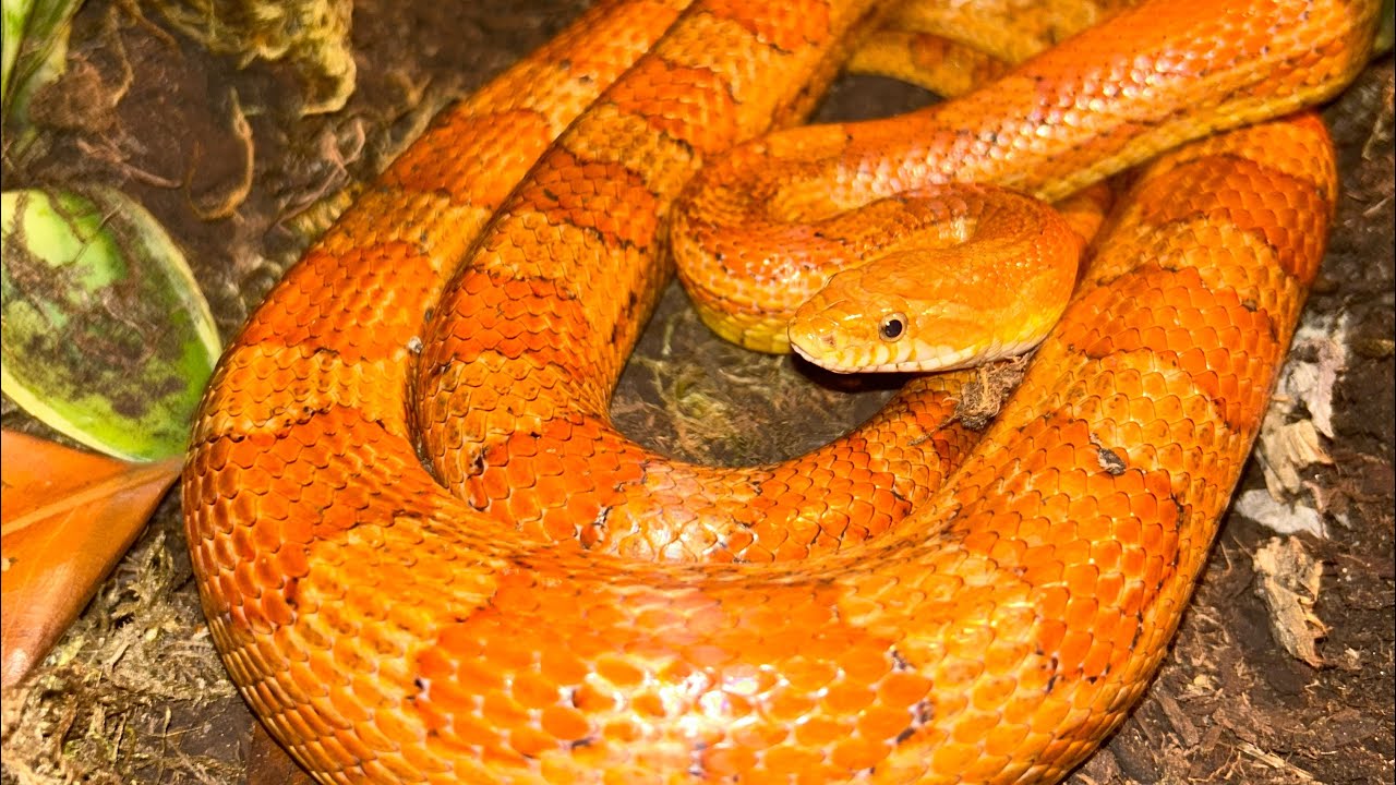 My Corn snake, Noodle - YouTube