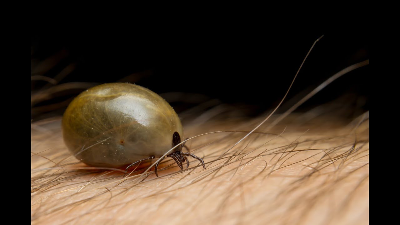 Tiny Terrors: Discover the Various Types of Ticks! - YouTube