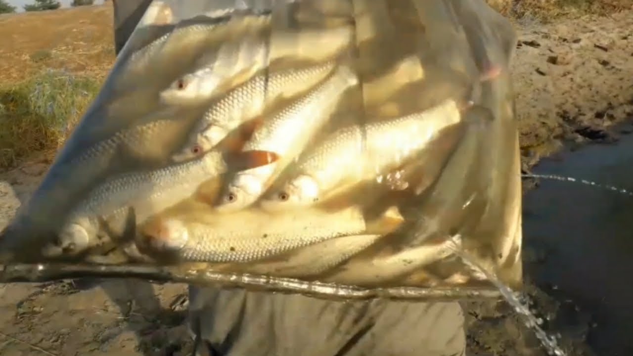 Fish farming in Pakistan 2020/ machhali pakdane Ka tarika.part 2 funny ...