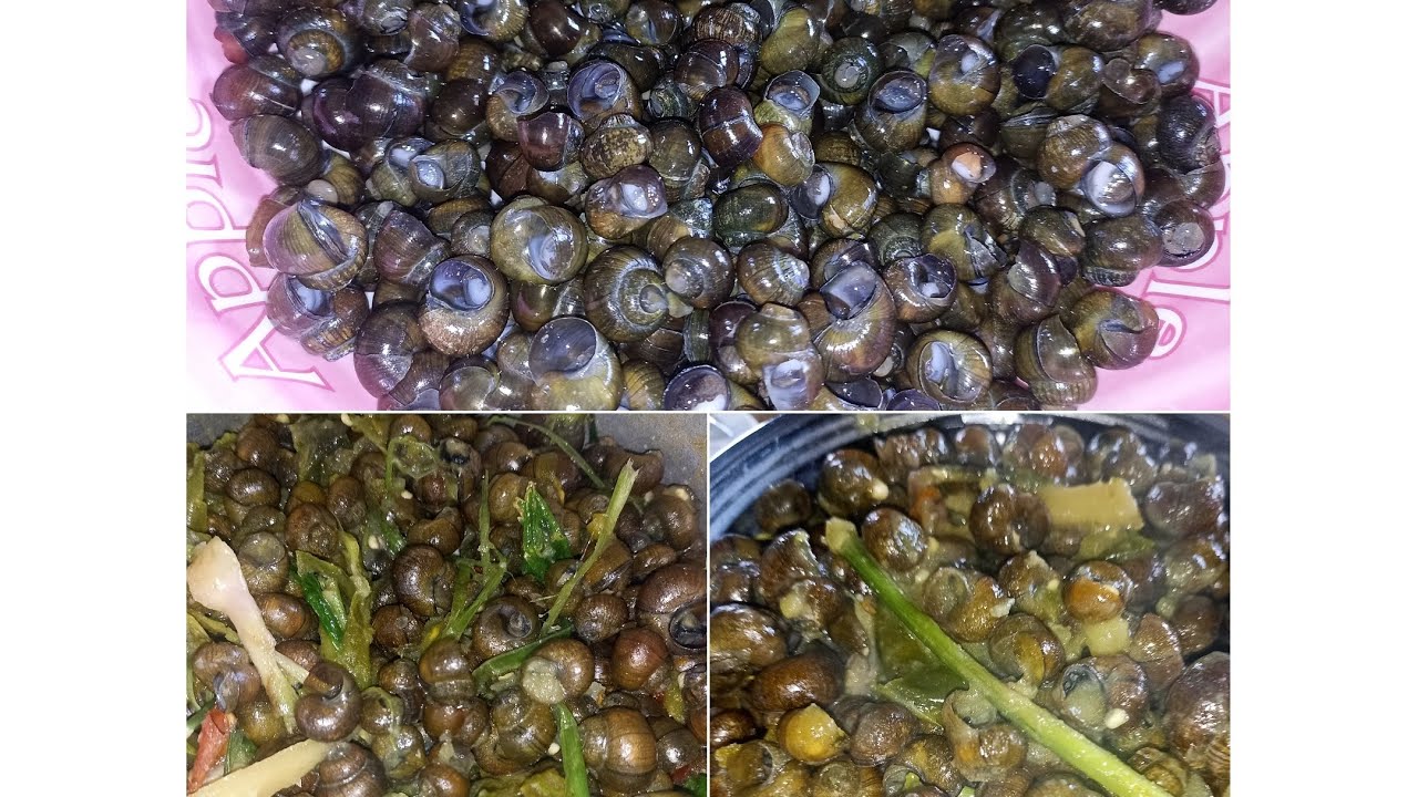 Cooking Snail with Potatoes - YouTube