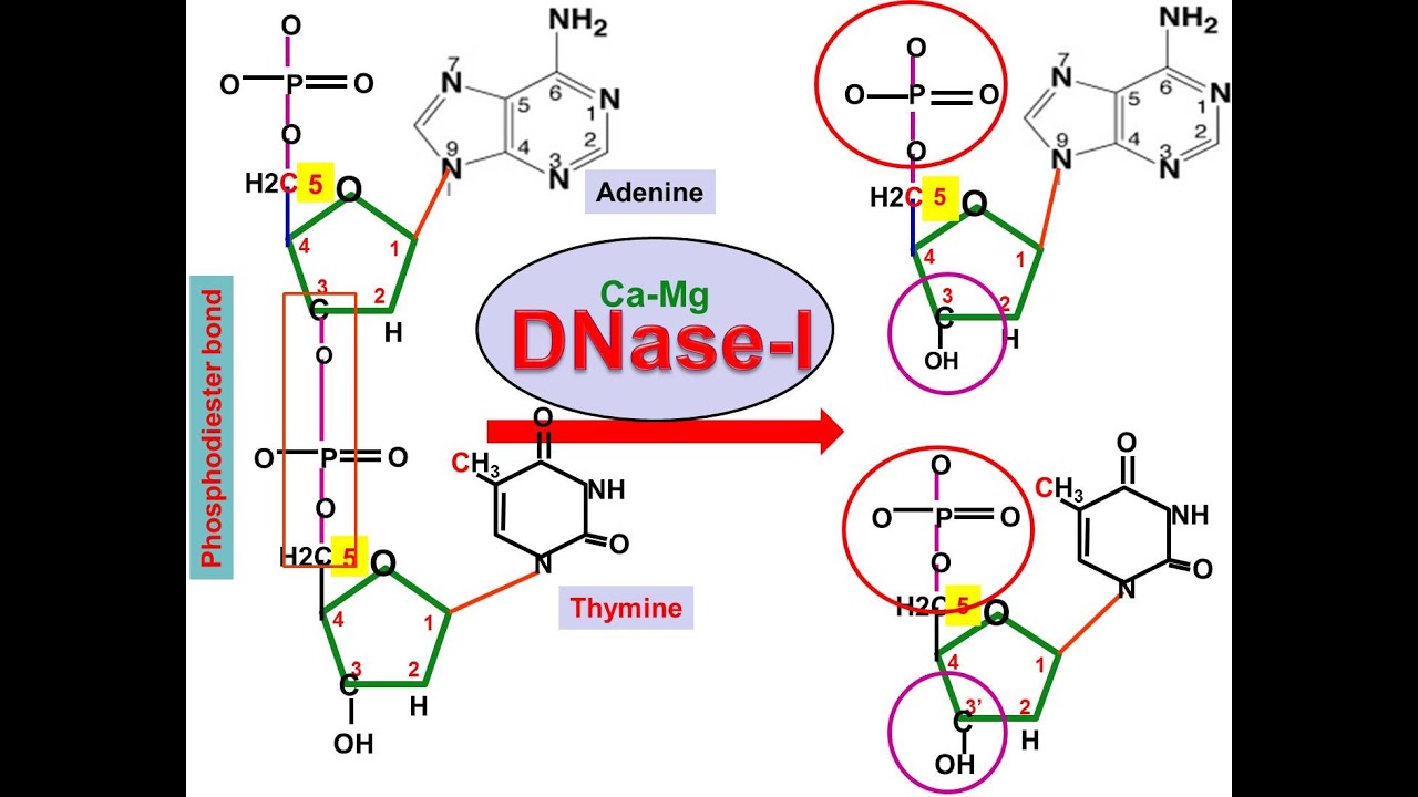 DNase I: Intro - YouTube