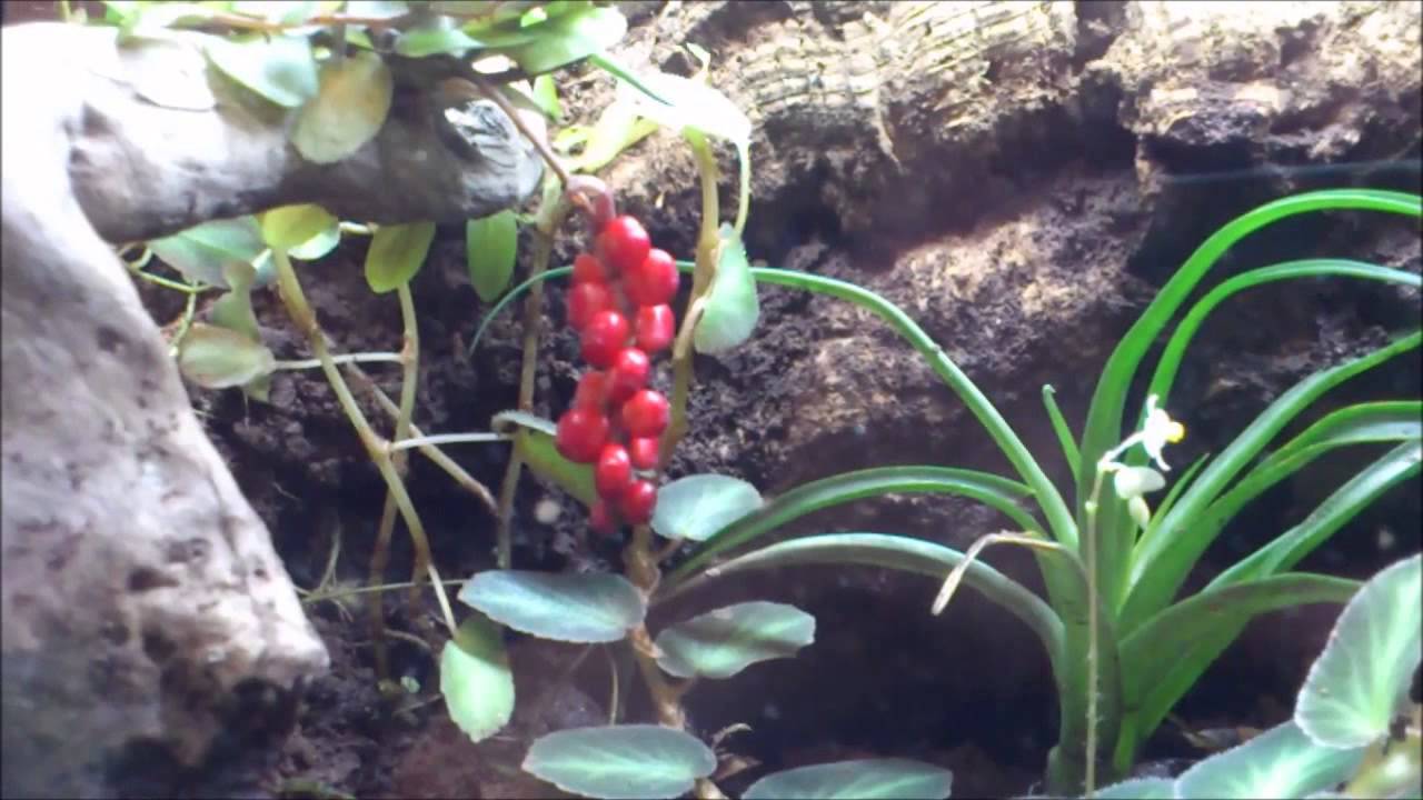 Orchid Tank Tour - YouTube