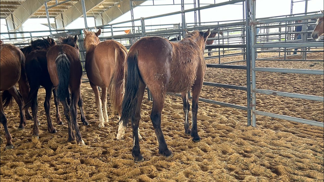 DID I GET ONE???!?! (BLM Mustang and Burro Auction!!!!) - YouTube