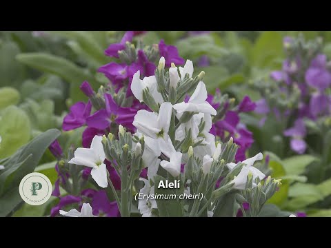 Cuidados Del Alhelí: Plantación, Riego Y Floración | TeleFlor
