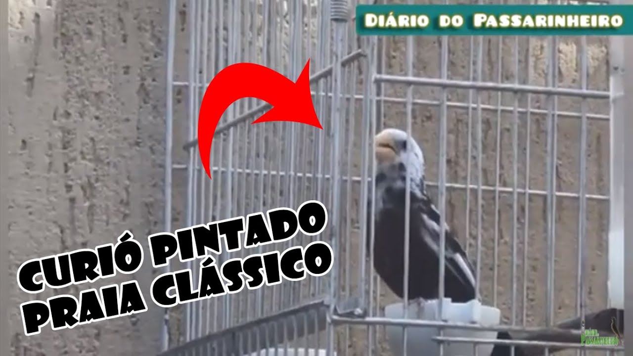 CURIÓ PRAIA GRANDE CLÁSSICO - YouTube