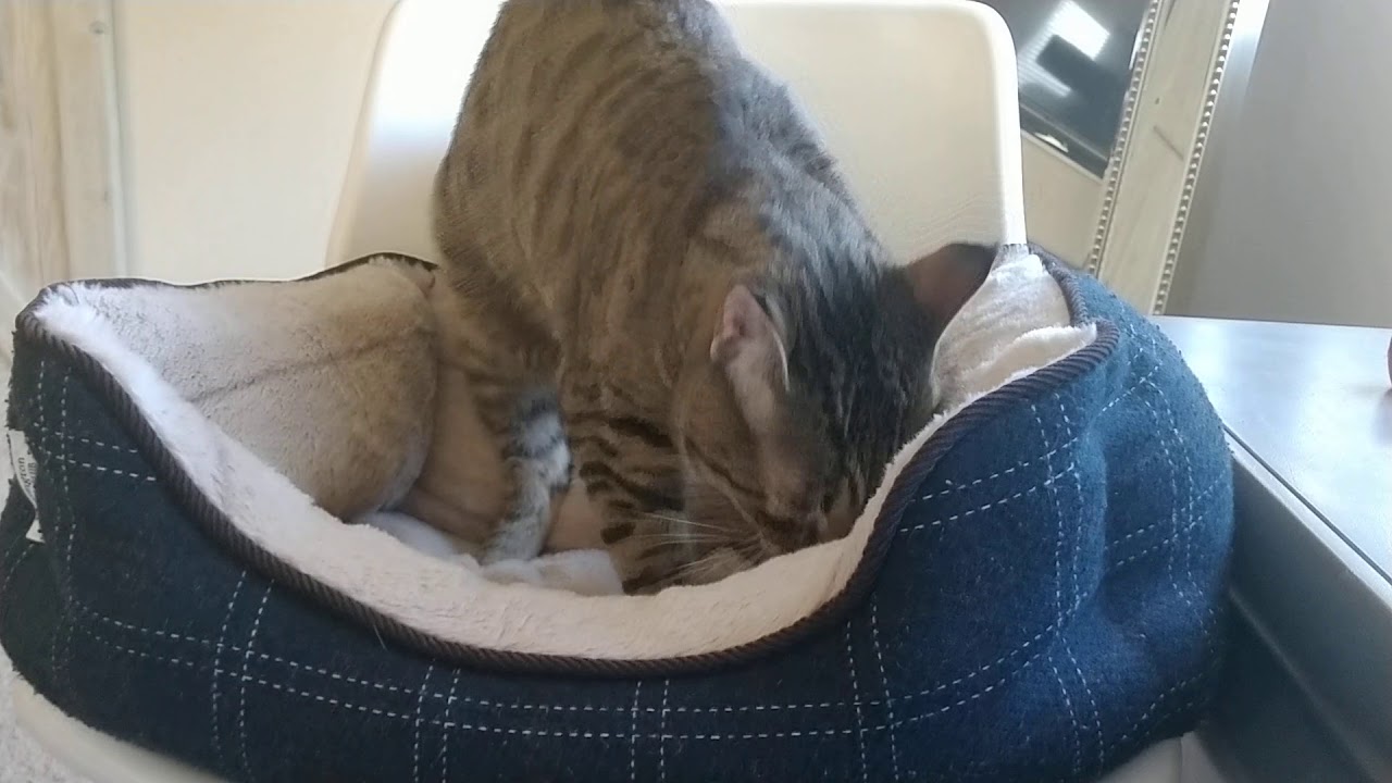 Cat making bread - kneading - YouTube