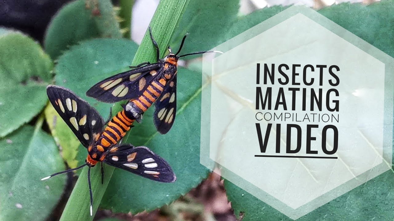 Insects Mating Compilation Video - YouTube