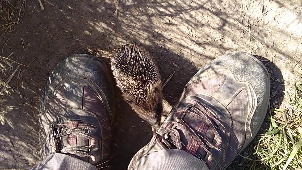 Friendly hedgehog in New Zealand - YouTube