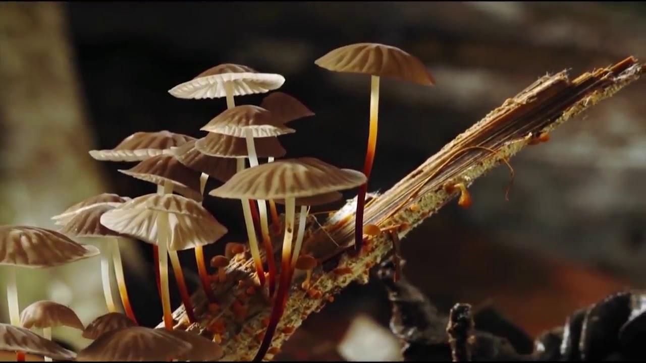 Firma - O, ramai (Fan made video) - YouTube