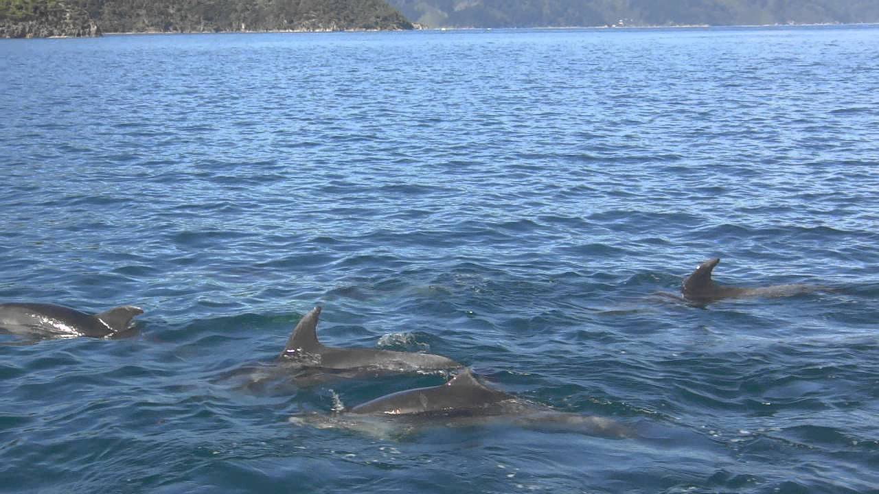 Wild bottlenose dolphins, Queen Charlotte Sound, New Zealand - YouTube