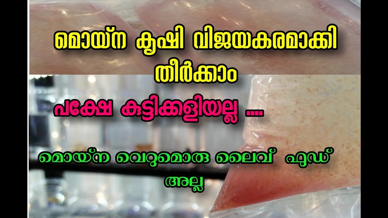 Moina live food, Easy way. മൊയ്ന വെറുമൊരു ലൈവ് ഫുഡ് അല്ല... മൊയ്ന കൃഷി ...