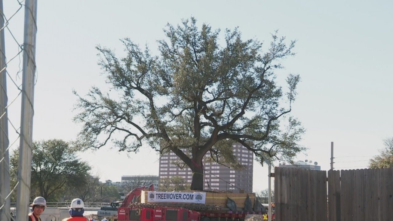 Massive live oak tree moved to Austin park - YouTube