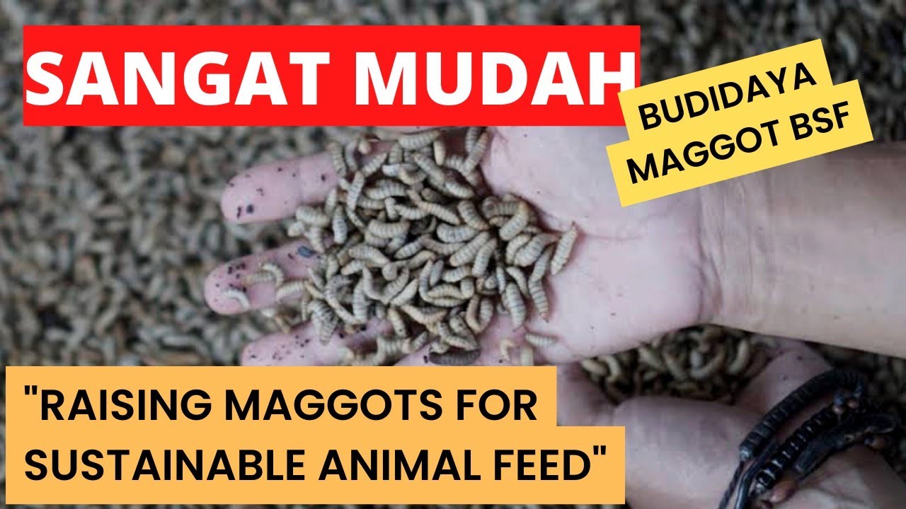 Maggot Sebagai Sumber Protein Ternak: Cara Budidaya dan Pengolahan ...