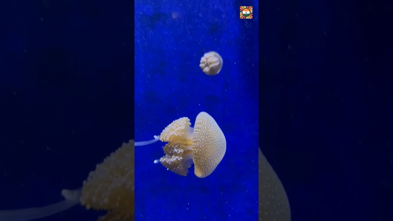 या प्राण्याचा एकच फटका तुमचा जीव घेऊ शकतो. #samudra #oceancreatures # ...