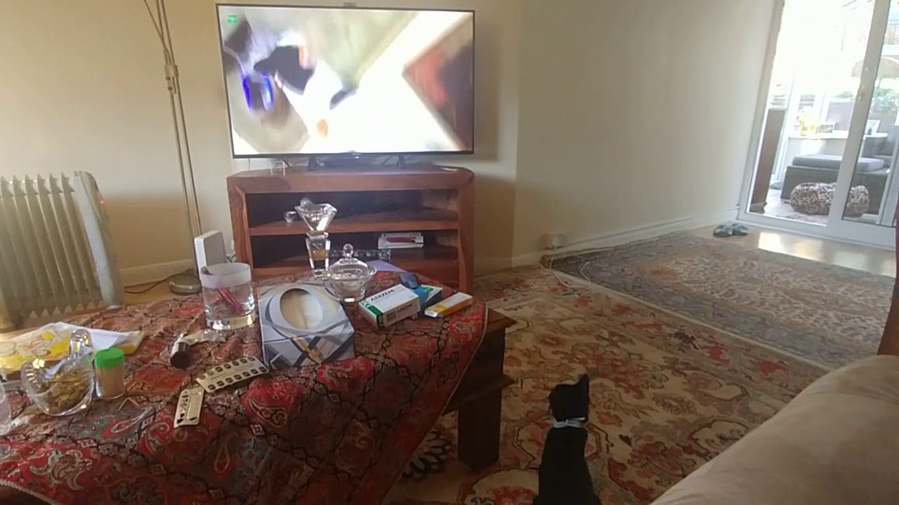 Cat watching cat on tv - YouTube