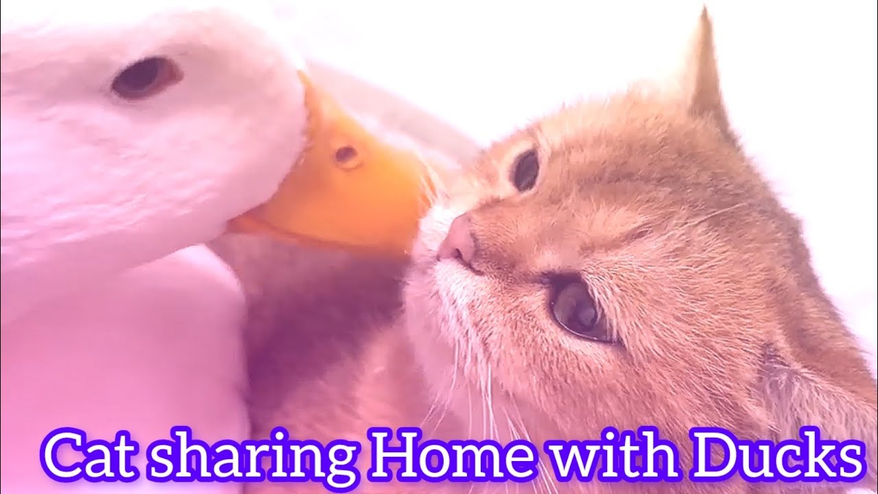 Cat sharing Home with Ducklings || Ducks sharing with cat || peaceful ...