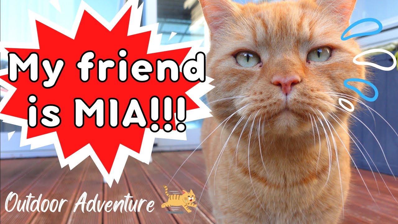 My cat is missing in action! 愛猫が脱走した？（みんな無事です！） - YouTube