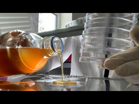 How to pour agar plates for bacterial culture | Biology Tutorial - YouTube