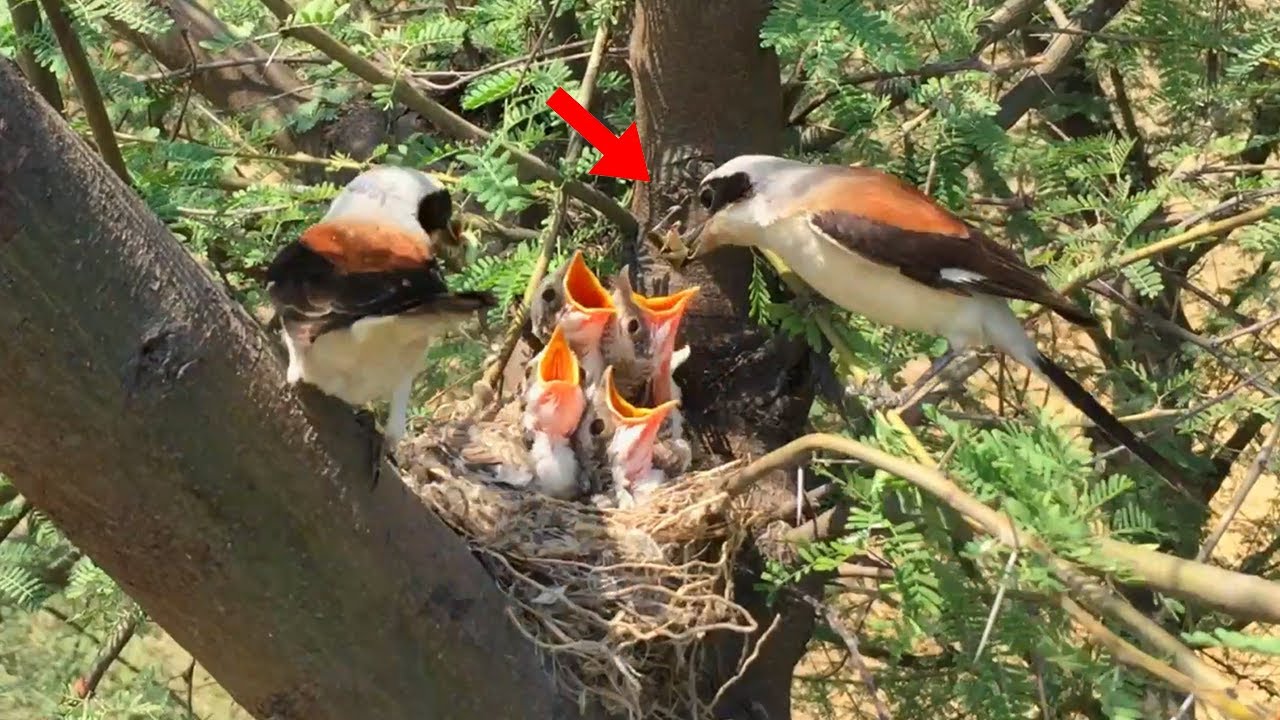 Beautiful PREDATOR bird feeding worms and cleaning nest - Butcher Bird ...