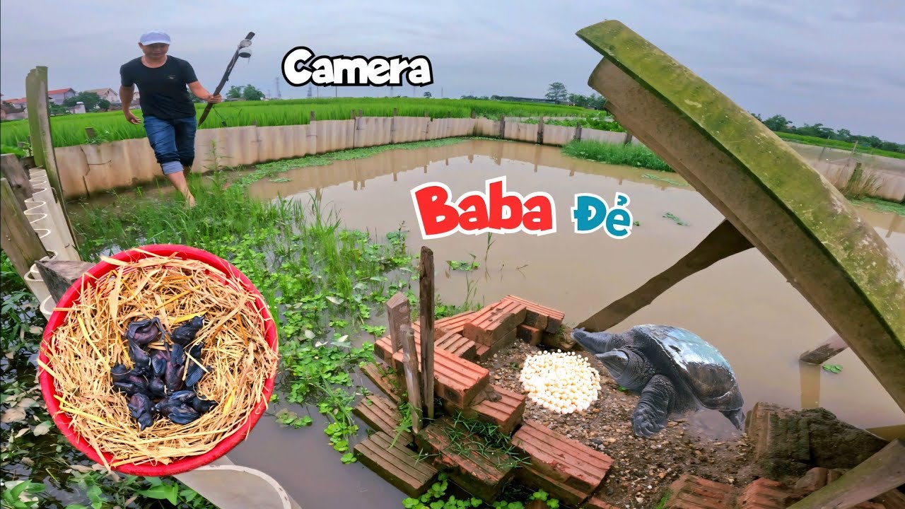 Thử Đặt Camera Xem Cách Con Baba Nó Đẻ Như Thế Nào Và Thu Hoạch Được ...