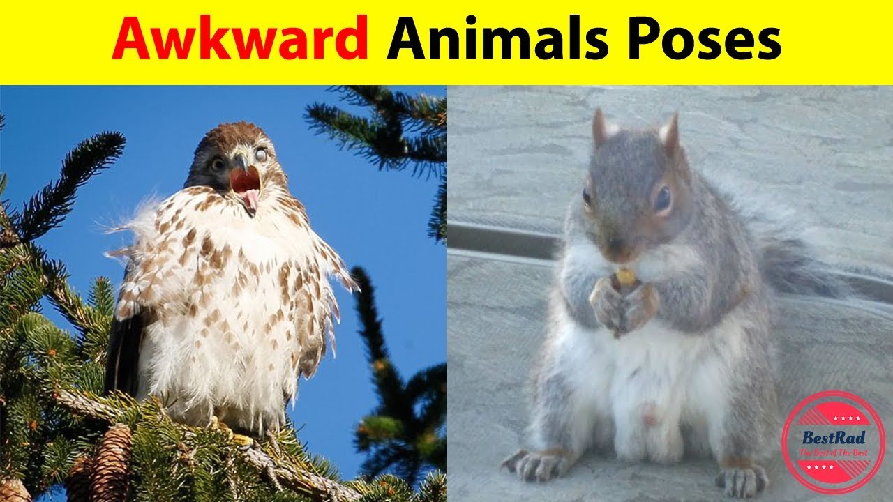 Awkward Animals Poses 🐕 - YouTube