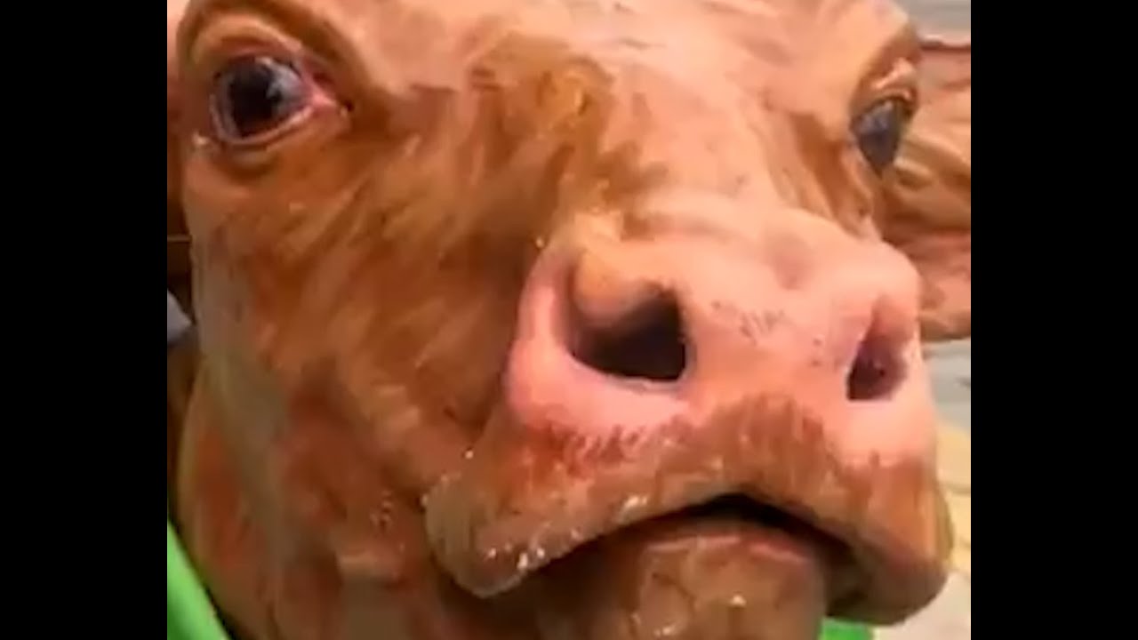 Peta Created A Robot Using The Soul Of An Unborn Child - YouTube