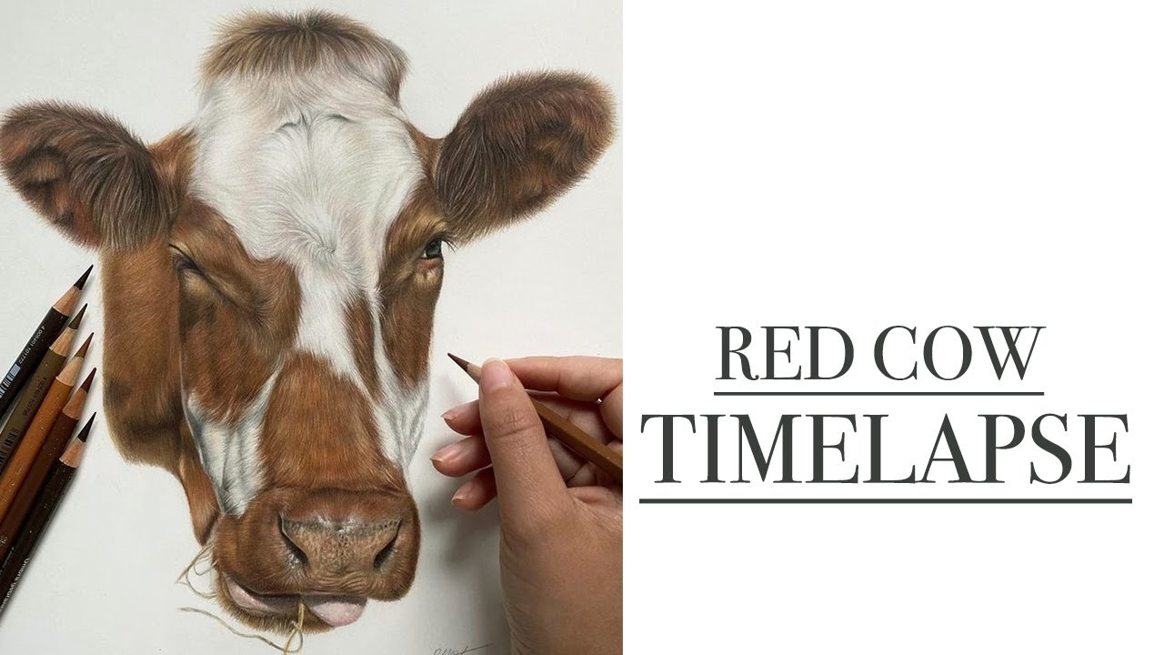 Drawing a cow with coloured pencils- Timelapse - YouTube