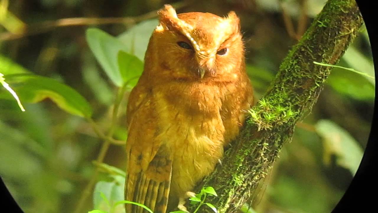Cinnamon Screech Owl Megascops petersoni 3 San Vicente de Chucuri, E ...