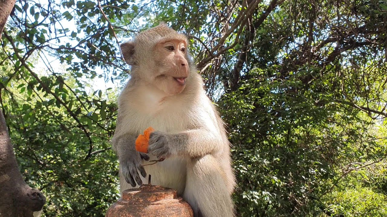 Cute Active Monkey KOKO,DADA and MAKA look enjoyable to get fruit from ...