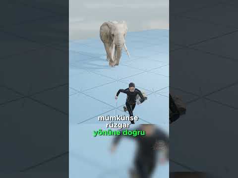 Fil Seni Kovalarsa Ne Yapmalısın? 🏃‍♂️😱☠️🐘