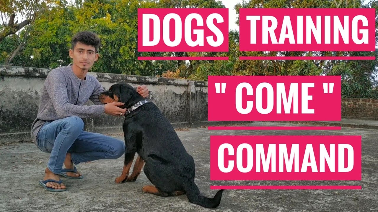 How to teach your Dogs "Come" Command, Dogs Training Part 4 - YouTube