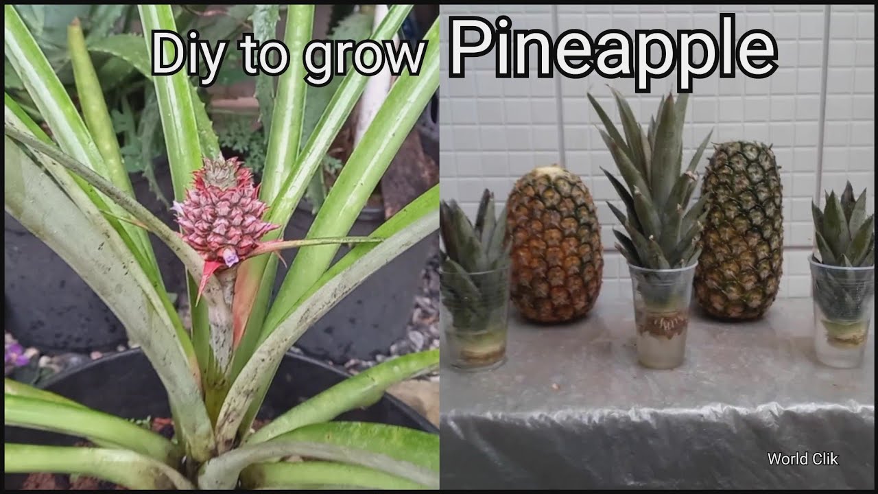 How to Grow Pineapples at Home step by step easy Way - DIY to grow Pineapple plant from the Top ...