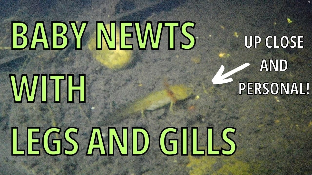 Baby Newts with Legs (and Great Crested Newt) Wildlife Pond and Nature ...